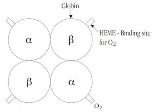 هموگلوبین چیست؟